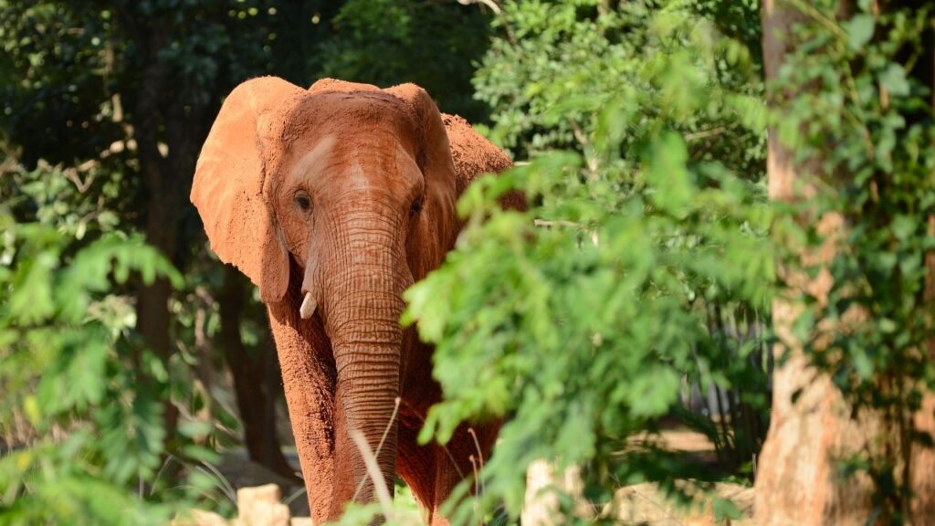 African Forest Elephant Facts and Threats: Challenges and Conservation ...