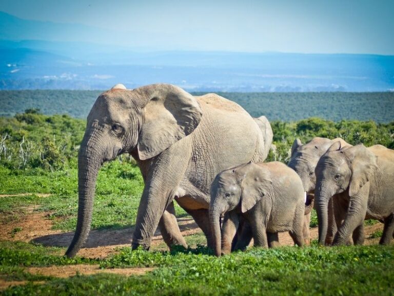African Forest Elephant Facts and Threats: Challenges and Conservation ...