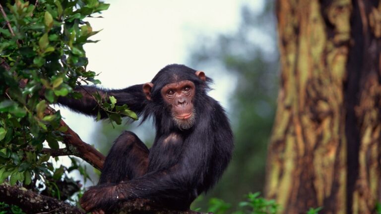 Chimpanzee Facts and Threats - World Animal Council