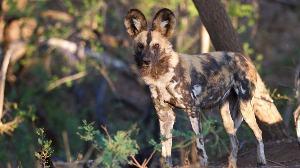 African Wild Dogs Facts and Threats: Survival Challenges and ...