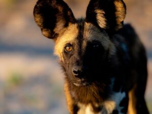 African Wild Dogs Facts and Threats: Survival Challenges and ...