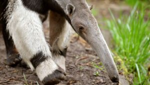Anteater Facts and Threats: Understanding Risks and Behaviors - World ...