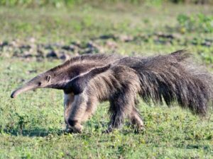 Anteater Facts and Threats: Understanding Risks and Behaviors - World ...