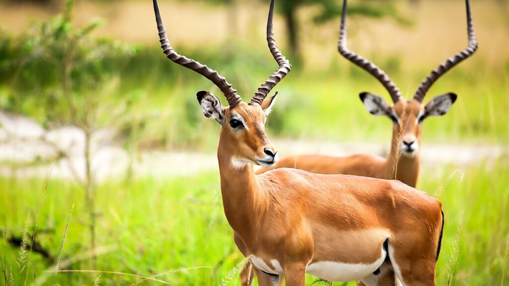 Antelope Facts and Threats: Understanding Their Survival Challenges ...