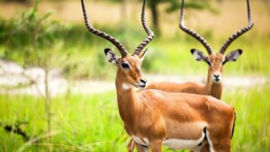 Antelope Facts and Threats: Understanding Their Survival Challenges ...