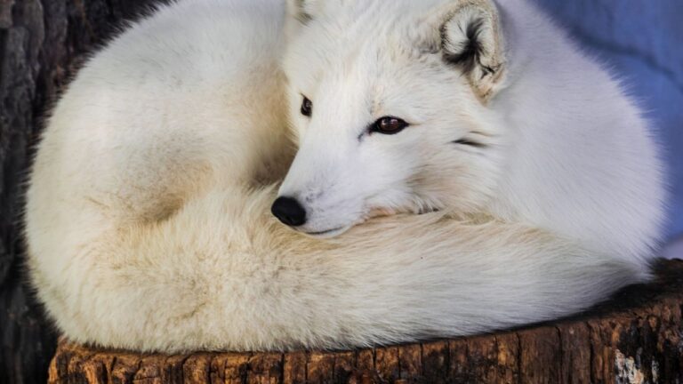 Arctic Fox Facts and Threats: Key Insights for Conservation - World ...