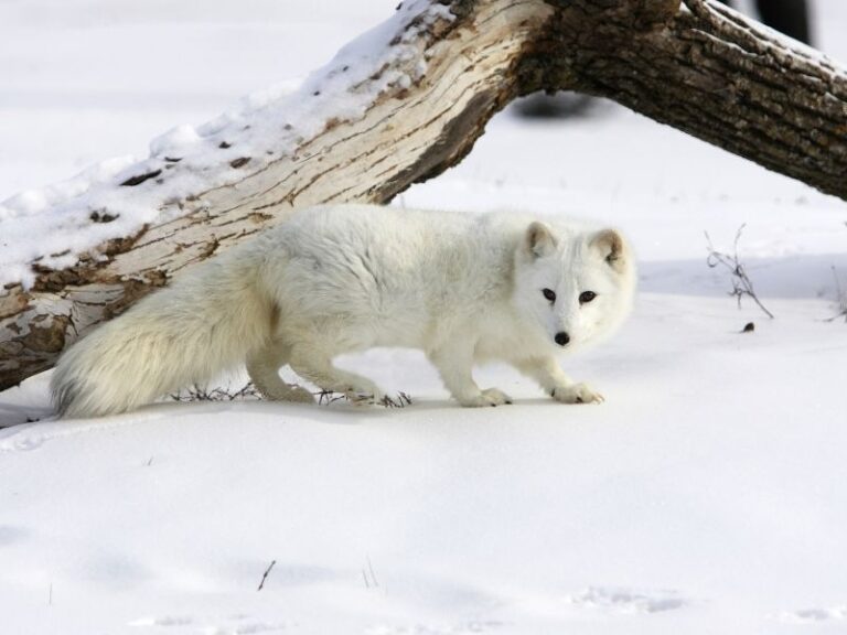 Arctic Fox Facts and Threats: Key Insights for Conservation - World ...