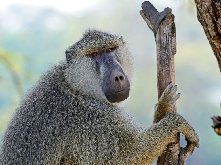 Baboon Facts and Threats: Understanding Their Behavior and Conservation ...