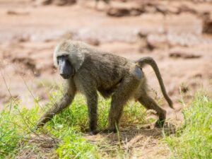 Baboon Facts and Threats: Understanding Their Behavior and Conservation ...