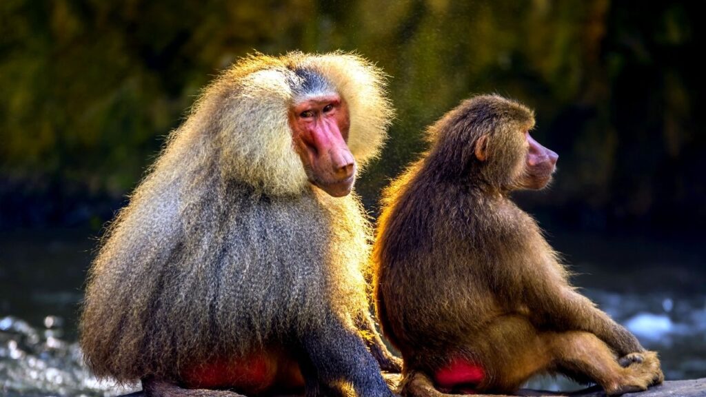 Baboon Facts and Threats: Understanding Their Behavior and Conservation ...