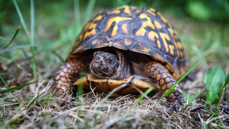 Box Turtle Facts and Threats - World Animal Council