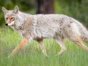 Coyote Facts and Threats - World Animal Council