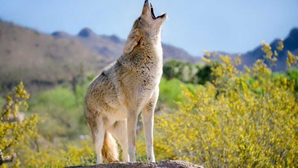 Coyote Facts and Threats - World Animal Council