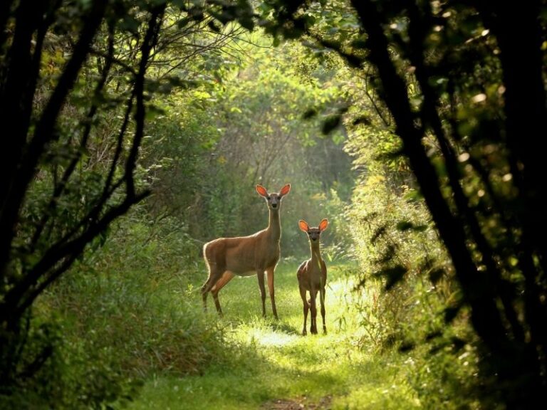 Deer Facts and Threats: Their Ecology and Risks - World Animal Council