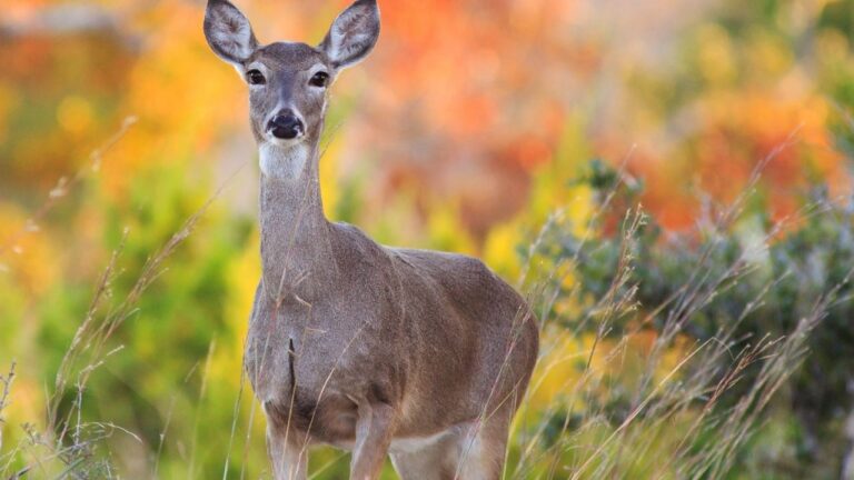 Deer Facts and Threats: Their Ecology and Risks - World Animal Council