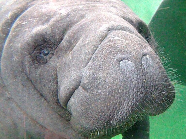Dugong Facts and Threats: Protecting Marine Giants - World Animal Council