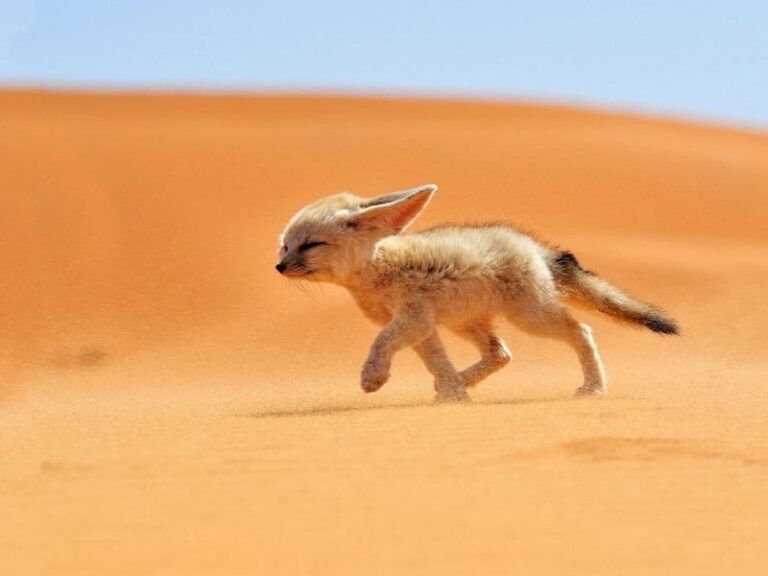 Fennec Fox Facts and Threats - World Animal Council