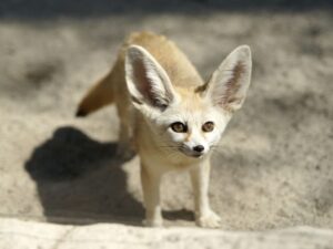 Fennec Fox Facts and Threats - World Animal Council