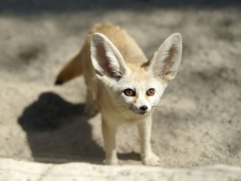 Fennec Fox Facts and Threats - World Animal Council