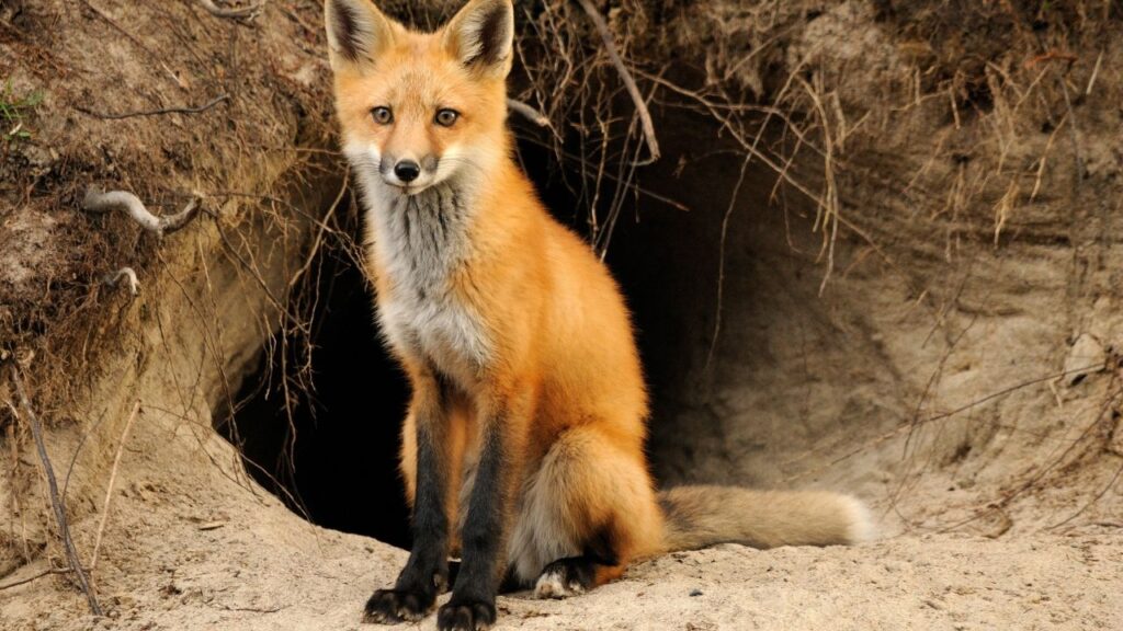 Fox Facts and Threats: Understanding Their Lives and Challenges - World ...