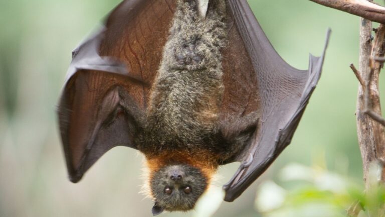 Fruit Bat Facts and Threats - World Animal Council