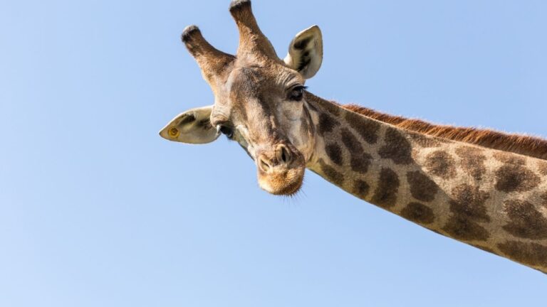 Giraffe Facts and Threats: Towering Giants in Peril - World Animal Council