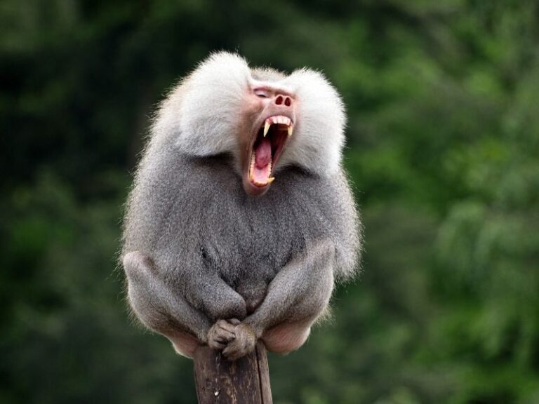 Baboon Facts and Threats: Understanding Their Behavior and Conservation ...