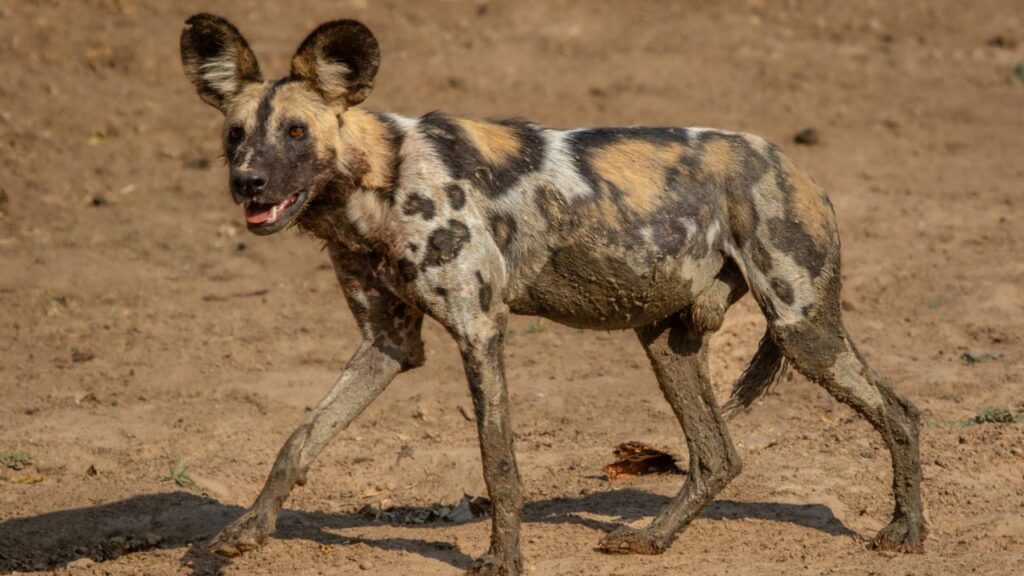 Types of Wild Dogs Across The World - World Animal Council