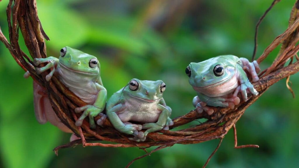 Types of Frogs: Quick Look at Species and Habitats - World Animal Council