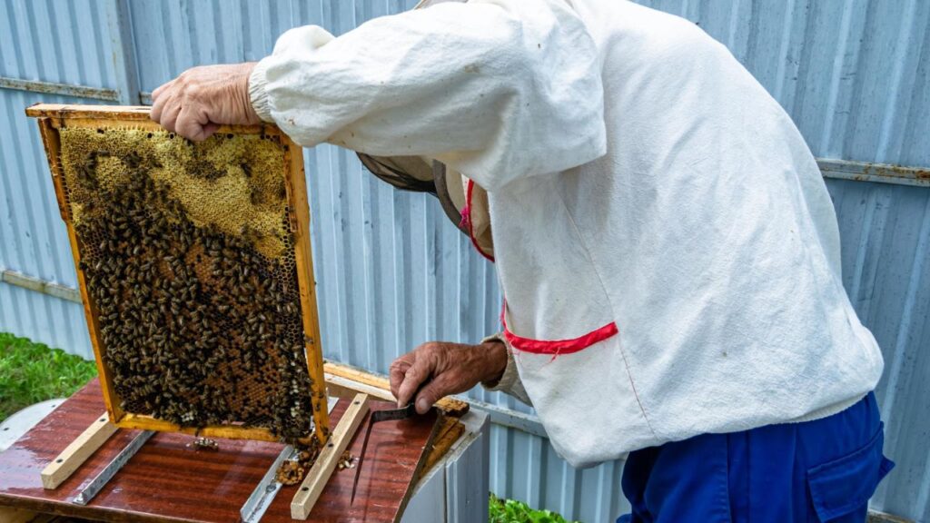 Types of Bees: Quick Look at Bee Diversity - World Animal Council