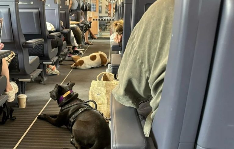 Does Amtrak Allow Dogs? (Is Amtrak Dog-Friendly?) - World Animal Council
